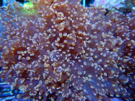 Frogspawn Coral Gold Orange Lps Coral