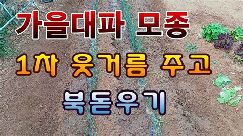 텃밭농부870 가을대파 모종 1차 웃거름 북돋우기 대파재배 Youtube