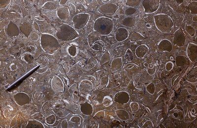 Limestone With Fossilised Shell Remains Stock Image C Science Photo Library