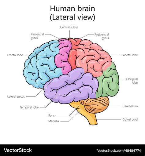 Human Brain Diagram Lobes Central Nervous System Cns Function