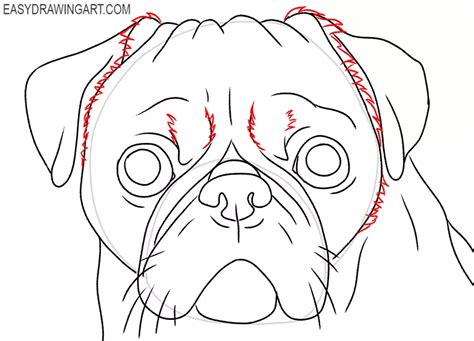 How To Draw A Pug Face Easy Drawing Art