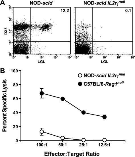 Absence Of Nk Cells In Nod Scid Il2r Null Mice A Representative Flow Download Scientific
