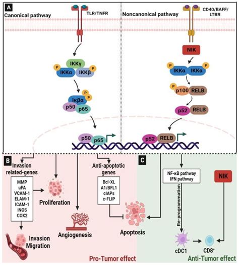 The Nf κb Signaling Pathway In Colorectal Cancer A Schematic