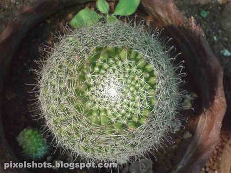 Globular Garden Cactus Plants Small Crater Topped Ball Cactus Photos