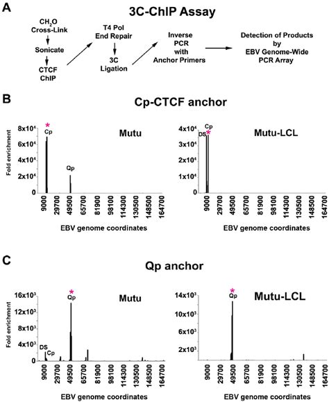 Chromosome Conformation Capture Chromatin Immunoprecipitation 3c Chip Download Scientific