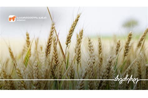 საქართველოს ბანკის მხარდაჭერით მარნეულში მარცვლეულის წარმოება იზრდება Entrepreneur