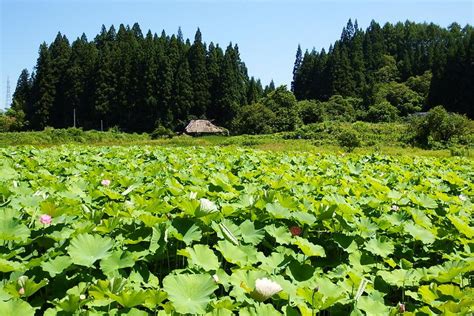 作谷沢「たての香苑」 ハスの花”が咲き始めました：山辺町観光協会