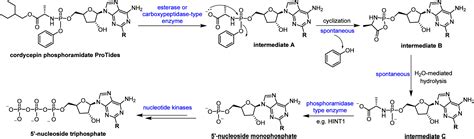 Synthesis And Modification Of Cordycepin Phosphoramidate Protide
