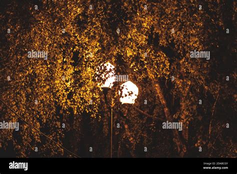 Street Lamp Birch Tree Golden Light At Night Stock Photo Alamy