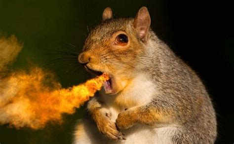 다람쥐 짤 대방출 실시간 베스트 갤러리