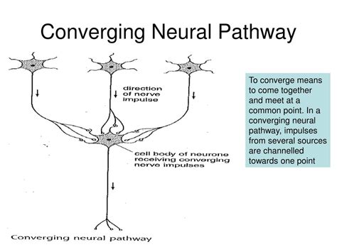 Ppt Neurones And Neural Pathways In The Nervous System Powerpoint Presentation Id 1490151