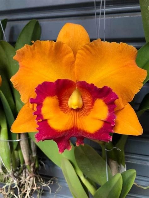 Orchid Orchid Cattleya Rlc Nakornchaisri Delight 3 30 Pr £1101