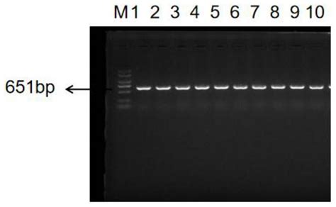 Chicken Infectious Anemia Virus Detection Method Based On Crisprcas12a