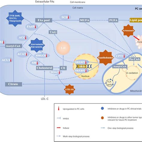 The Landscape Of Lipid Metabolism In Pc Cells And Its Potential Targets