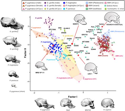 Heterochronies And Allometries In The Evolution Of The Hominid Cranium