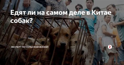Едят ли на самом деле в Китае собак Эксперт по сельской жизни Дзен