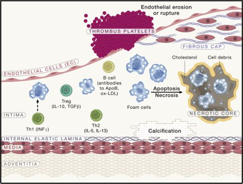 Atherosclerosis Recent Developments Cell