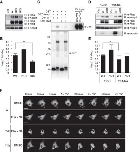 The Subcellular Localization And Activity Of Cortactin Is Regulated By Acetylation And