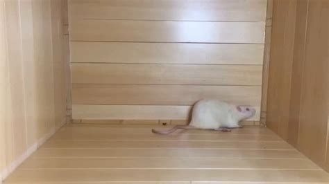 detect motion object detection dataset and pre trained model by mice