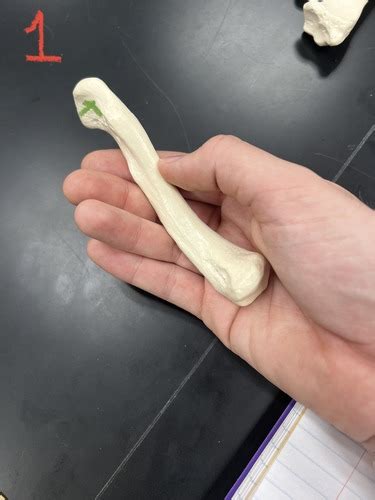 Biol 223 Lab 4 Flashcards Quizlet