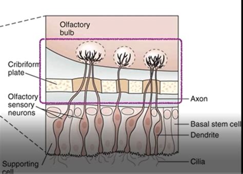 Gpcr Importance Lecture 1c Flashcards Quizlet