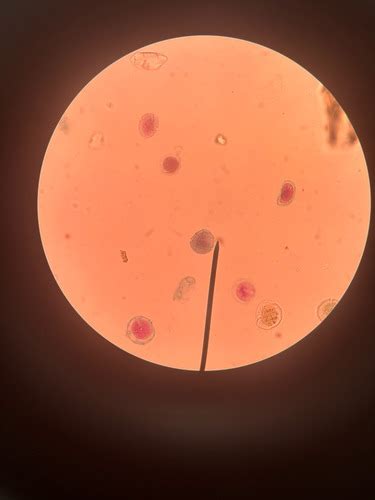 Microbial Taxonomy Slides Flashcards Quizlet
