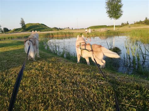 Elu Koeraga — Noored Müttavad õues 🥰