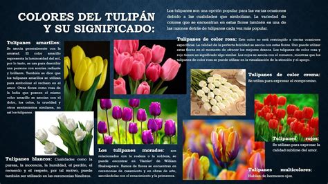 Significado Del Color Del Tulipán Tulipanes Amarillos Significado