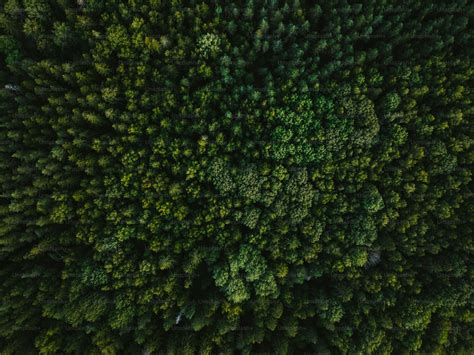 나무가 많은 숲의 조감도 사진 Unsplash의 짙은 녹색 숲 이미지