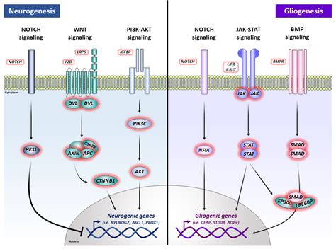 Amyloid Precursor Protein App Regulates Gliogenesis And Neurogenesis Of Human Neural Stem