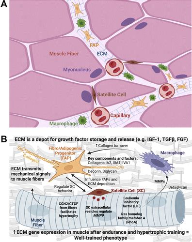 Extracellular Matrix Connective Tissue