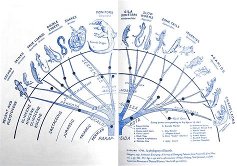 Lizard Phylogenetic Tree At Steven Serpa Blog