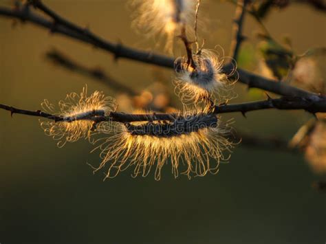 Caterpillar In A Tree Stock Image Image Of Wildlife 299599985