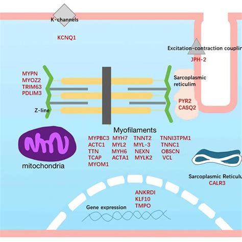 Subcellular Locations Of The Proteins Encoded By The Genes Associated Download Scientific