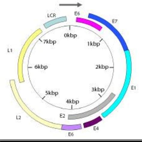 4 Human Papillomavirus Hpv Infection And Replication In Cervical Download Scientific
