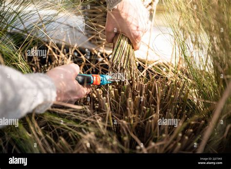 Cutting Back Feather Grass Stipa Also Known As Angel Hair Feather