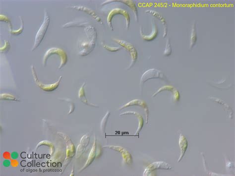 Monoraphidium Contortum