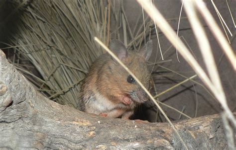 Plains Mouse Pseudomys Australis Know Your Mammals