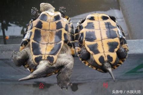 龜寵篇如何正確地辨別龜龜的雌雄 每日頭條