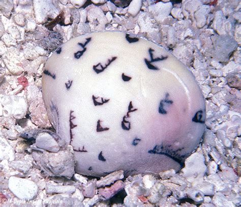 Lioconcha Hieroglyphica Marshall Islands