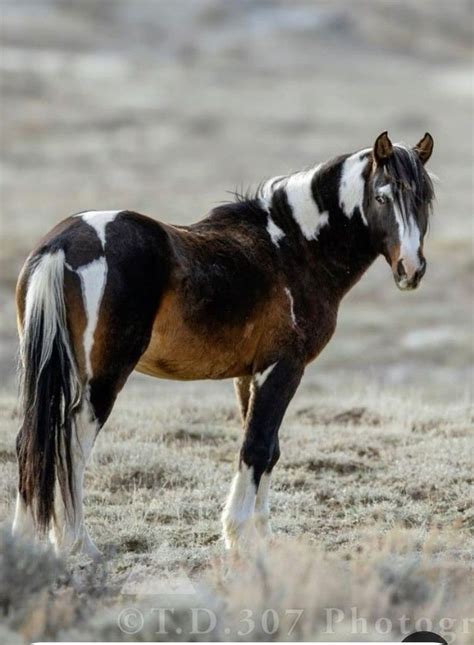 Pin De Liz Lienert En Horses Caballos Mustang Salvajes Caballo