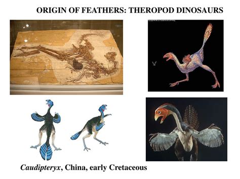 PPT Class Aves Feathers PowerPoint Presentation Free Download ID