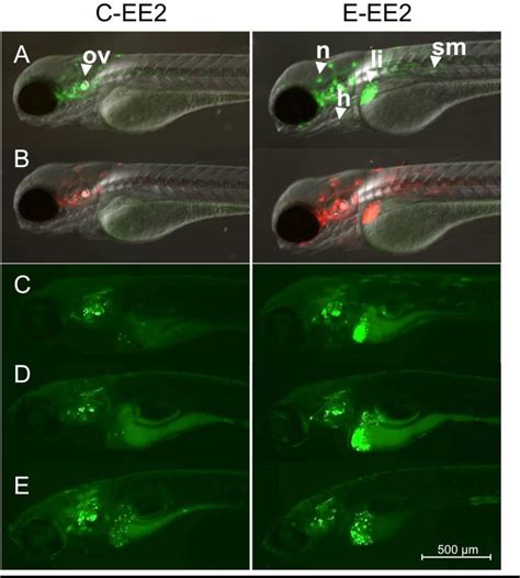Development Of Novel Transgenic Zebrafish Models And Their Application