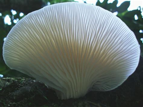 Premium Photo Close Up Of Fungus Growing On Tree Trunk