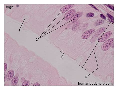 Simple Columnar Epithelium Human Body Help