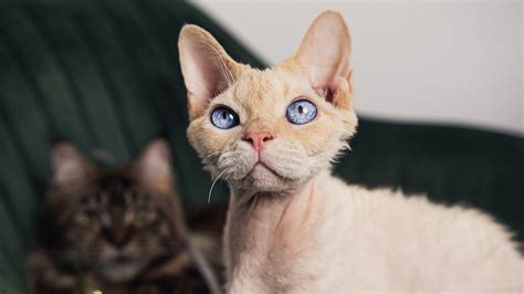 Devon Rex Caractère éducation Santé Alimentation
