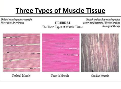 Skeletal Muscle Cell