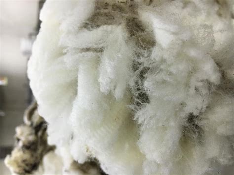 North Dakota Hettinger Research Extension Center To Host Shearing And Wool Classing Schools Nov North Dakota Hettinger Research Extension Center To Host Shearing And Wool Classing Schools Nov