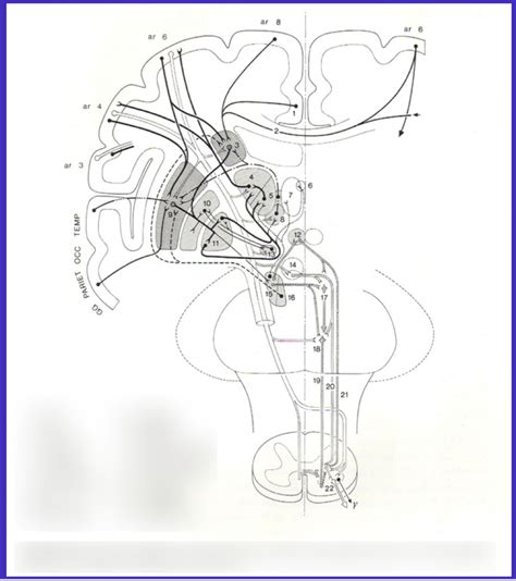 Accessory Circuits Of Extrapyramidal System Diagram Quizlet