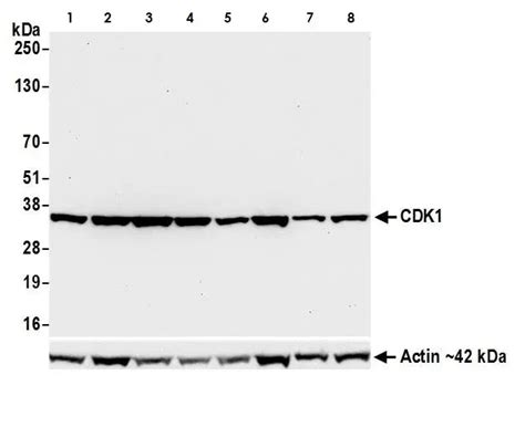 Cdk1抗体[blr085g] Ab265590 Abcam中文官网